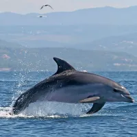 Delfini so v resnih težavah - Primorske novice