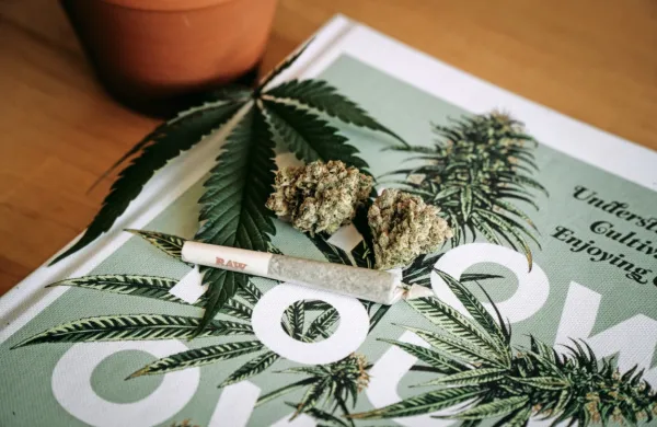 Konoplja in kokain še vedno na vrhu - Primorske novice